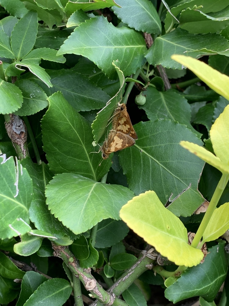 Peck's Skipper from Woodlea Cres, Oshawa, ON, CA on August 9, 2022 at ...