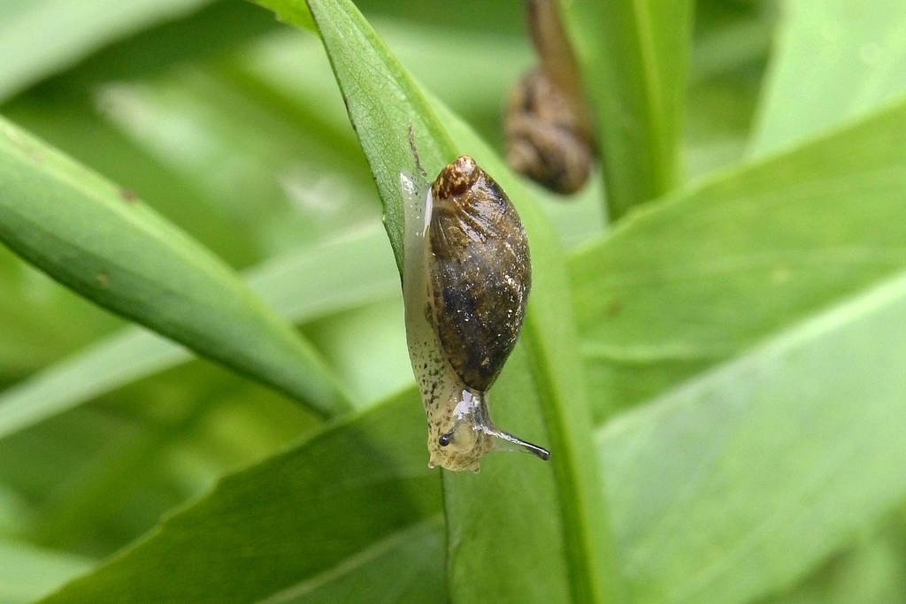 Oxyloma from Dalian, CN-LN, CN on August 09, 2022 at 04:22 PM by ...