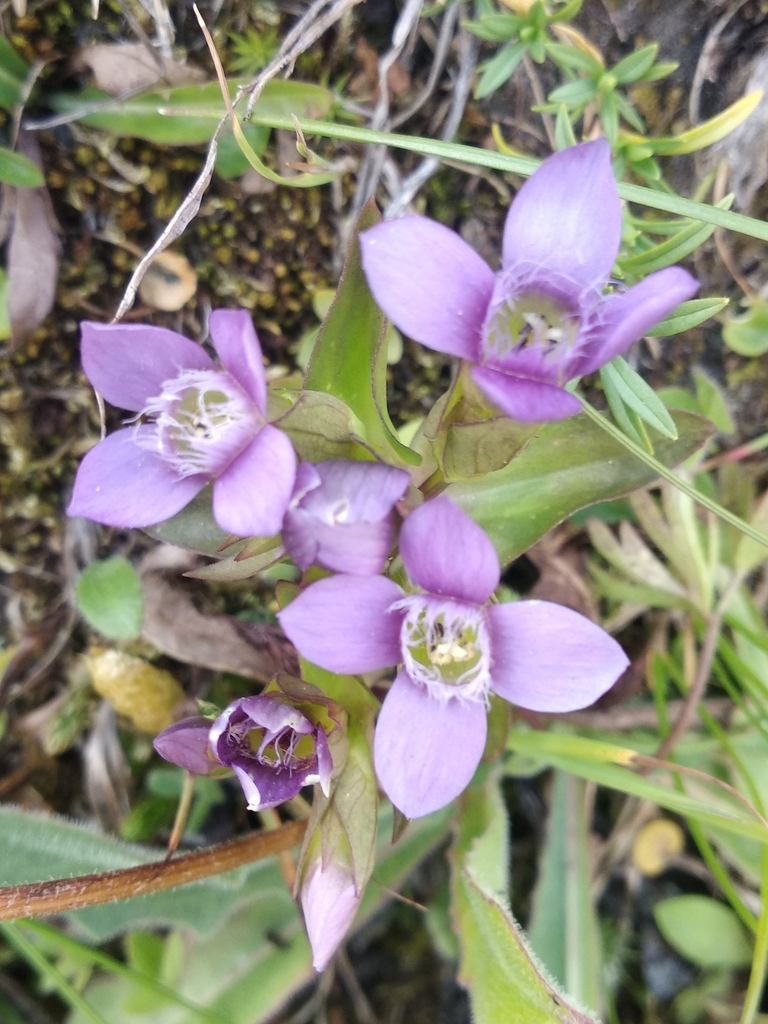 dwarf gentians from Aosta Valley, Italy on August 06, 2022 at 01:16 PM ...