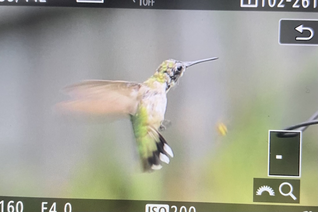 Ruby-throated Hummingbird in August 2022 by fishy_finley. Female ...
