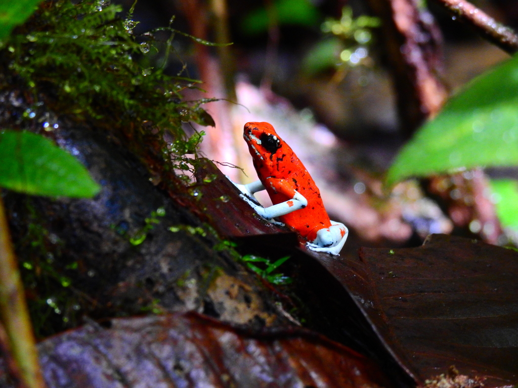 Little Devil Poison Frog in July 2022 by edwinmunera · iNaturalist