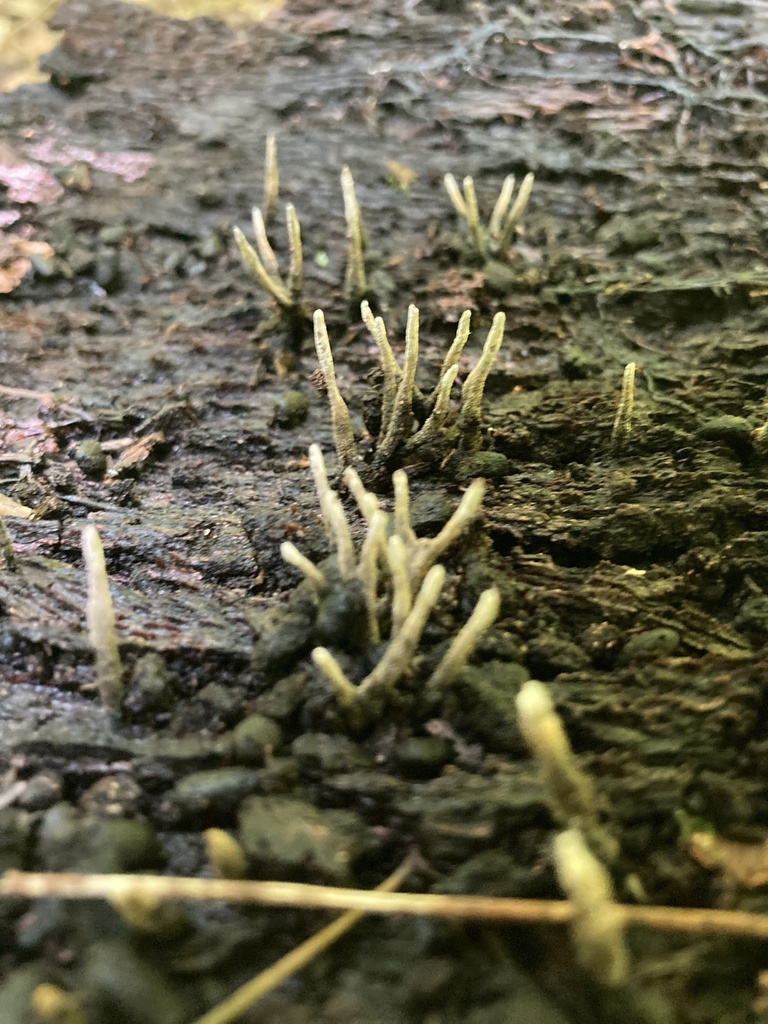 Candlesnuff Fungus from University of Wisconsin–Madison Arboretum ...