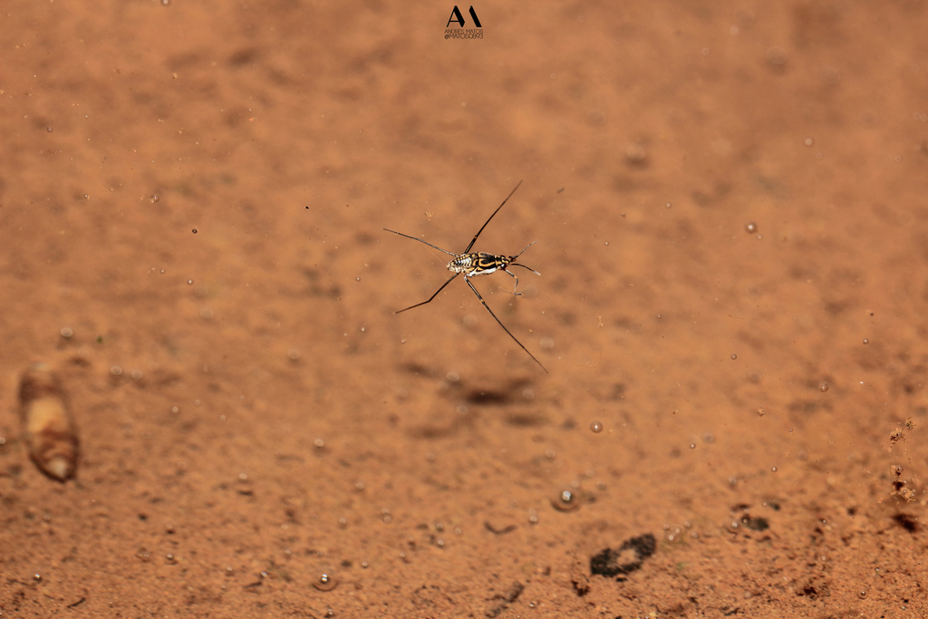 Trepobates from Olá, Panamá on August 07, 2022 at 04:12 PM by Andrés ...