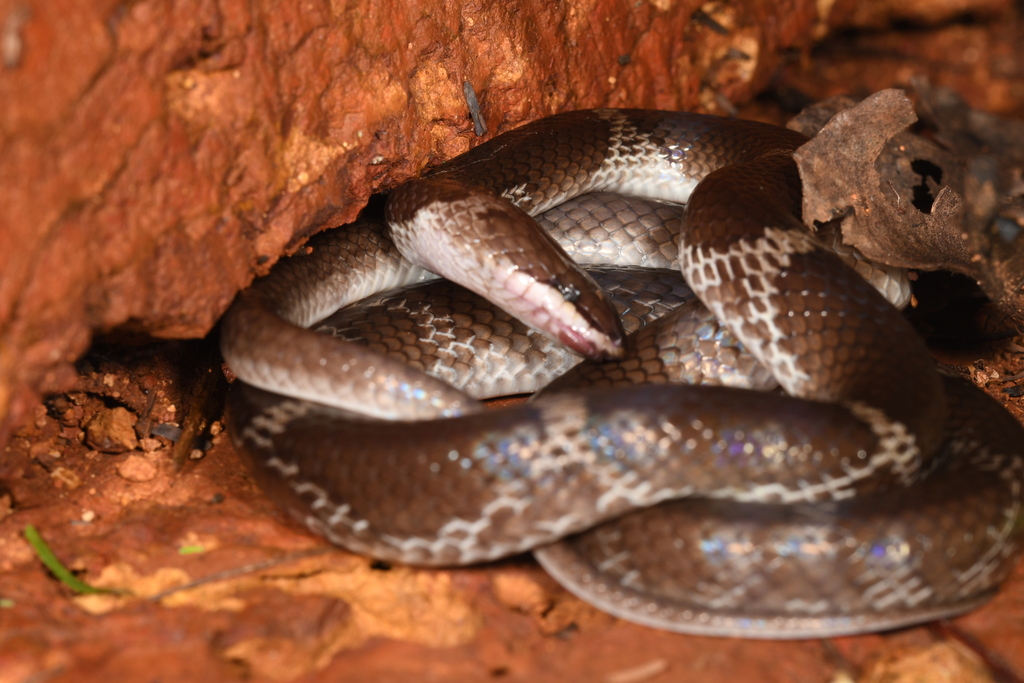 Indian Wolf Snake from Nirval, Maharashtra, India on July 30, 2022 at ...