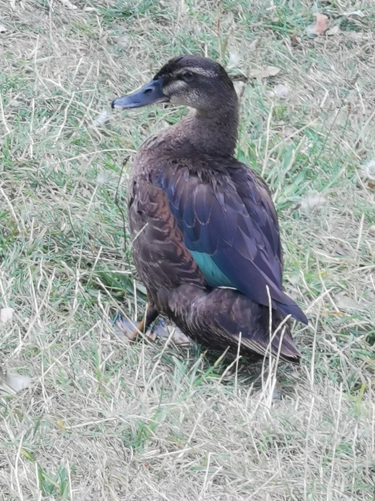 Mallard × Muscovy Duck from Innere Altstadt, Dresden, Vokietija on ...