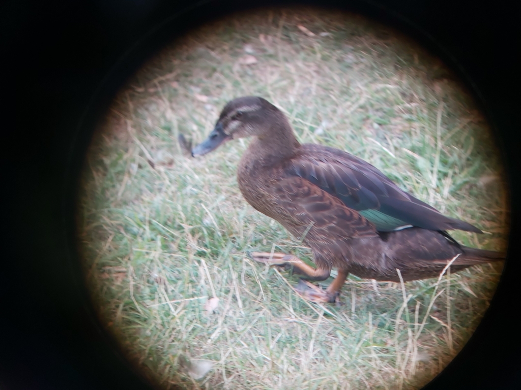 Mallard × Muscovy Duck from Am Zwingerteich, 01067 Dresden, Vokietija ...