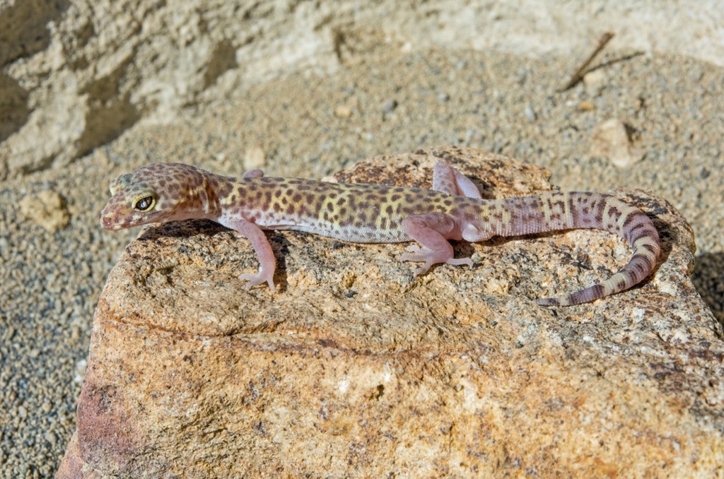 Texas Banded Gecko from Big Bend National Park, TX 79834, USA on April ...