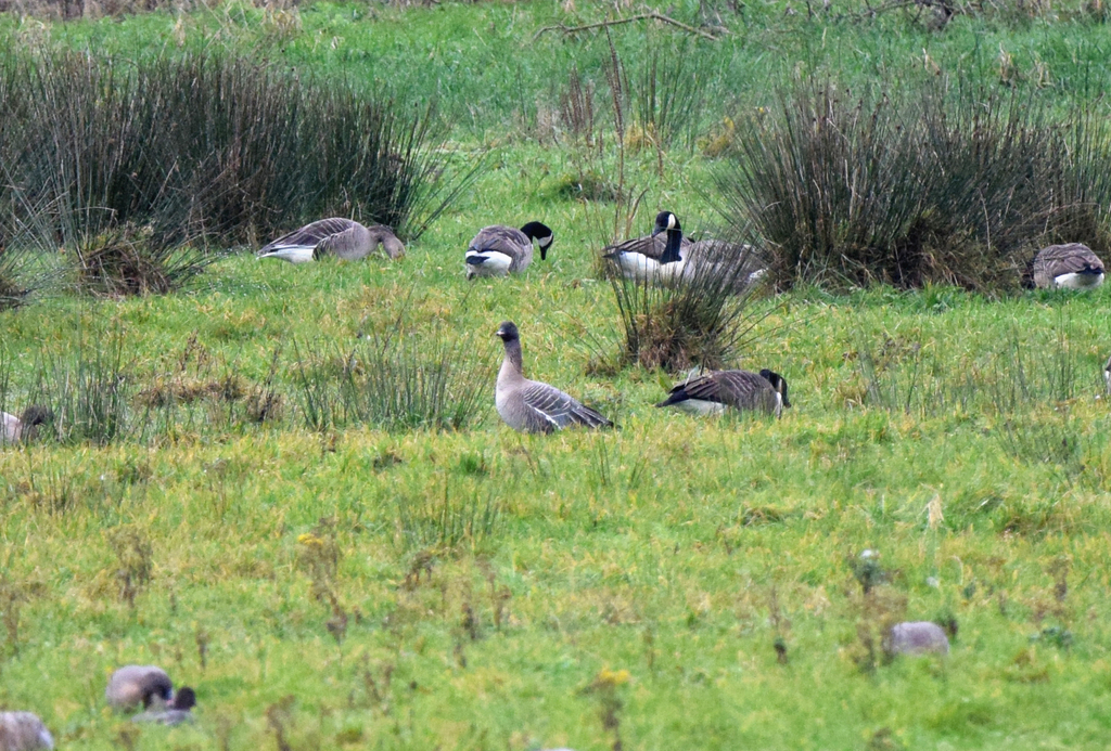 Pink-footed Goose from Cheshire West and Chester, UK on January 16 ...