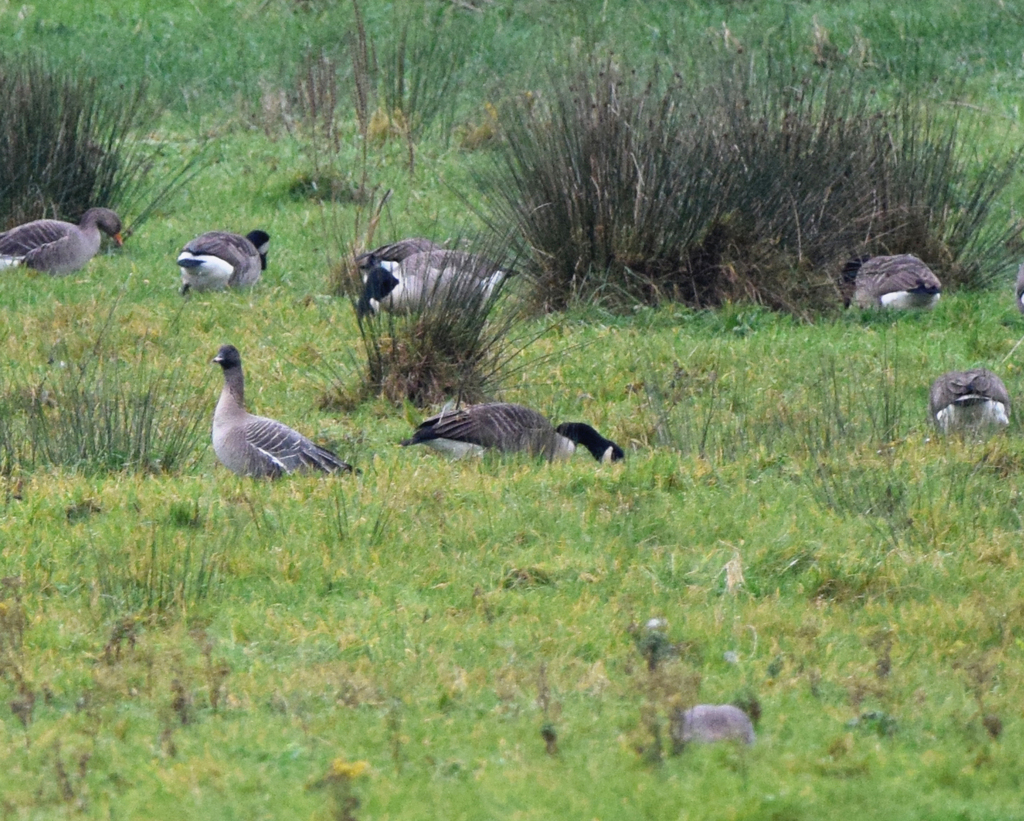 Canada Goose from Cheshire West and Chester, UK on January 16, 2022 at ...
