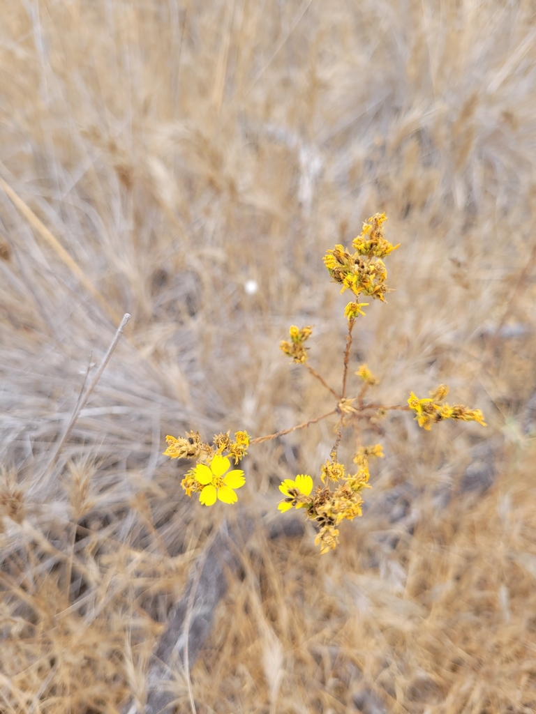 Clustered Tarweed from Eastern Malibu, Malibu, CA, USA on August 9 ...