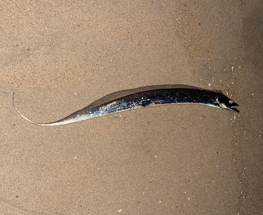 Trichiurus lepturus Linnaeus, 1758