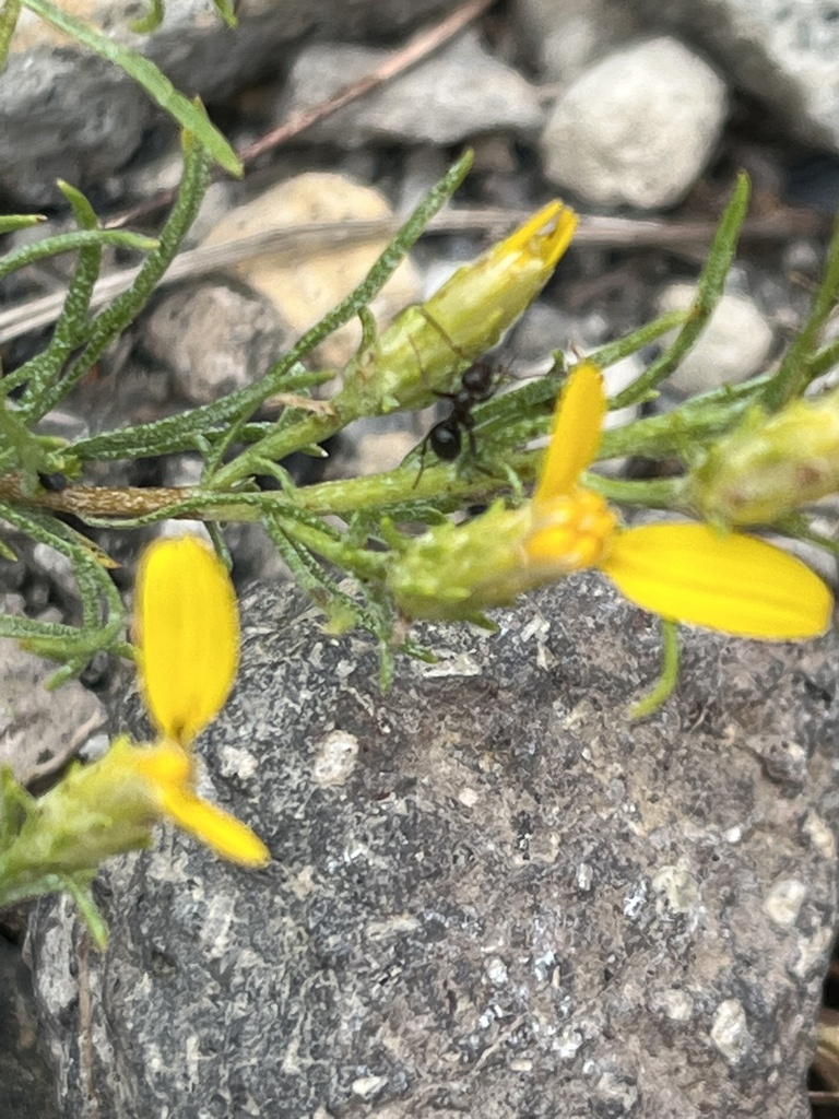 Wood, Mound, and Field Ants from Mammoth Mountain Ski Area, Mammoth ...