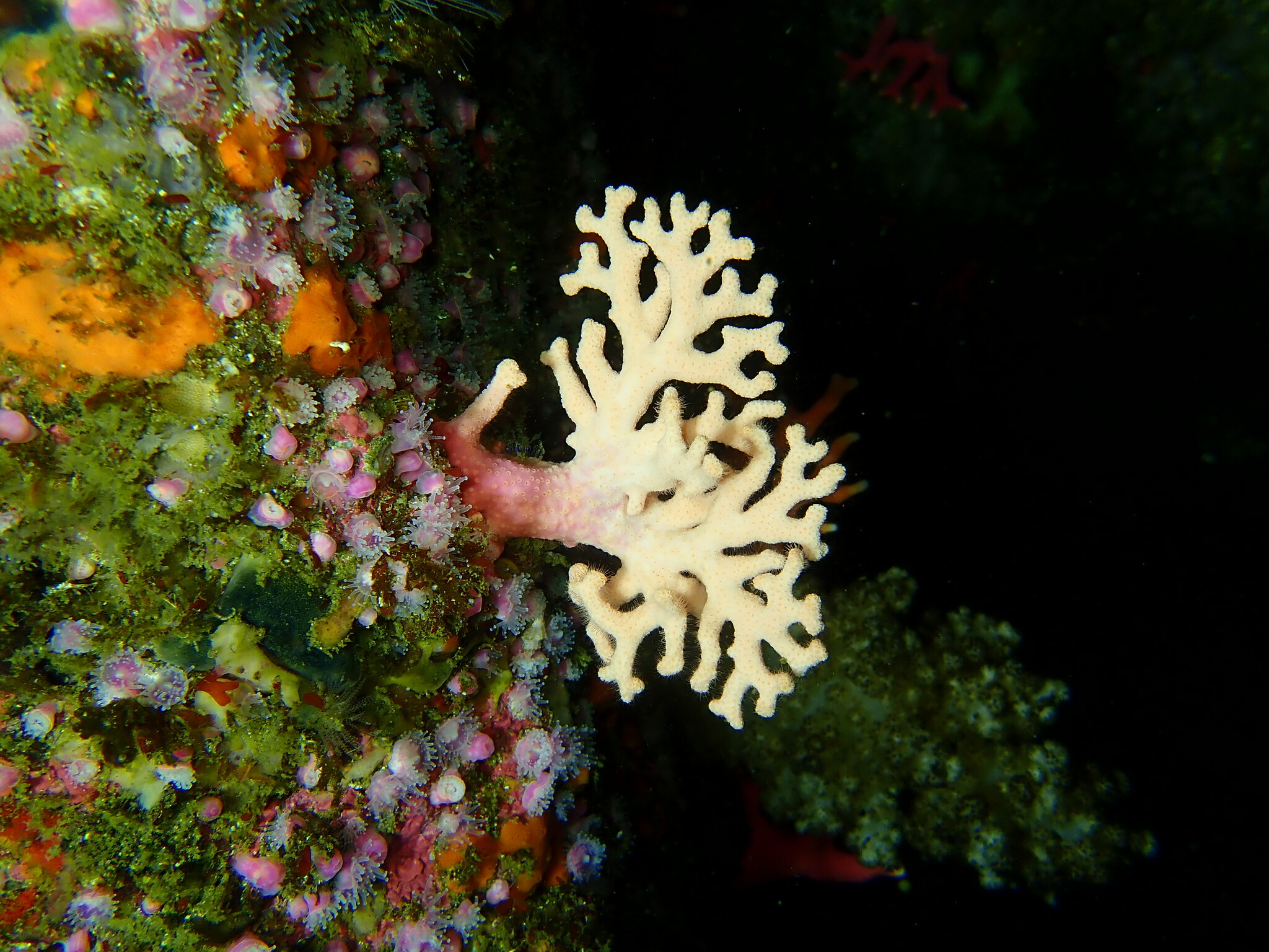 Stylaster nobilis (Saville Kent, 1871)