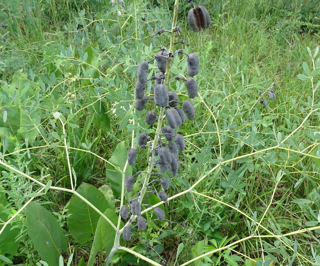 white wild indigo in August 2022 by Sandra Keller. Past flowering ...
