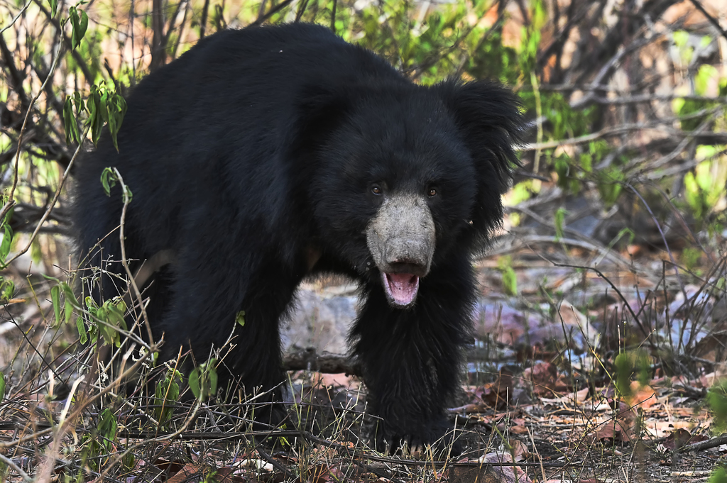 Indian Sloth Bear (Melursus ursinus ursinus) - Know Your Mammals