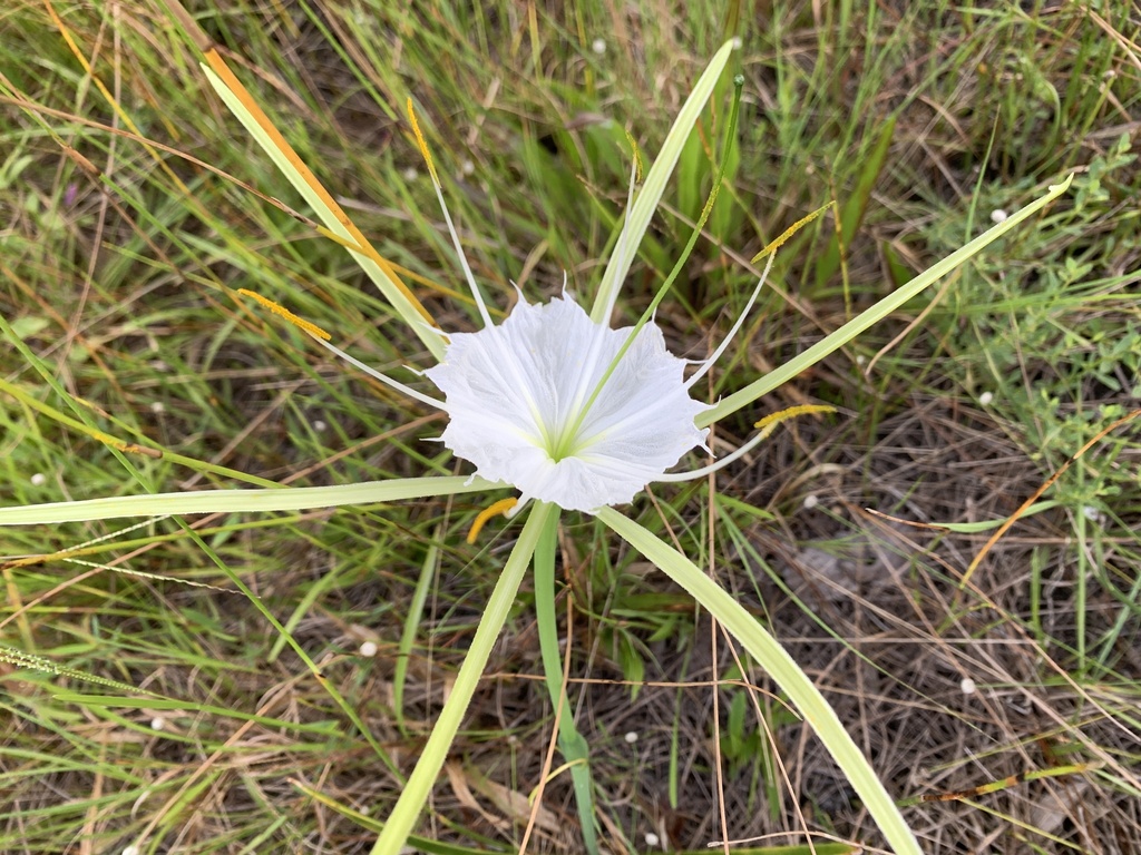 Alligator lily from Hield Rd NW, Palm Bay, FL, US on August 09, 2022 at ...
