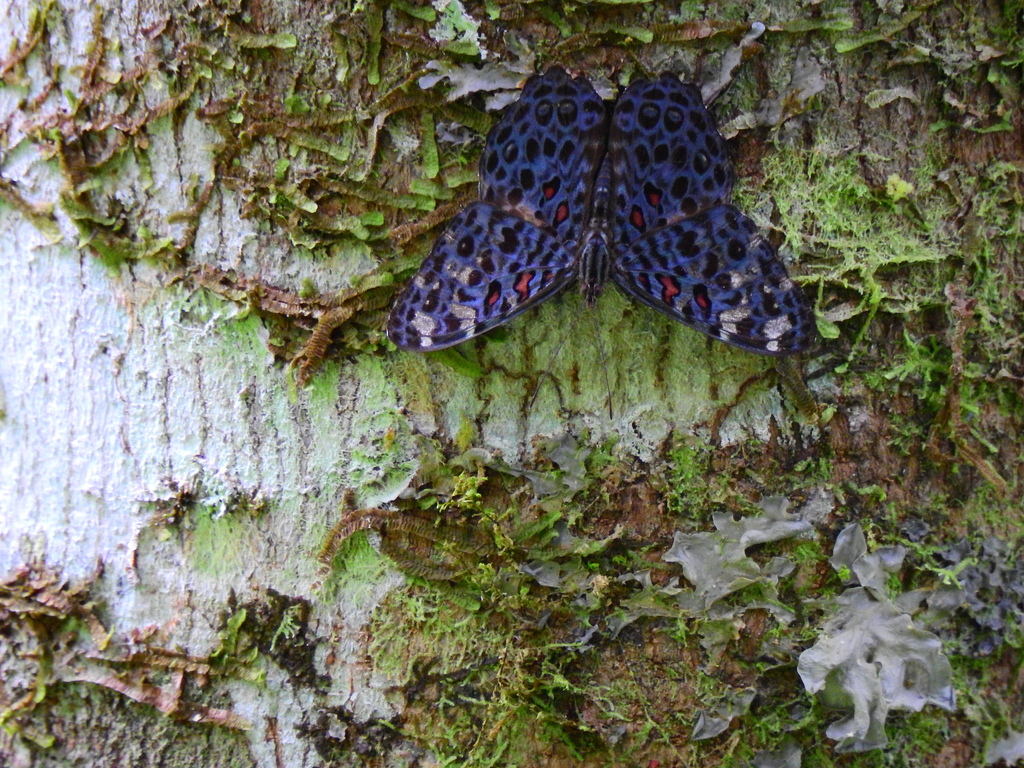 Amazon Cracker from Mocoa, Putumayo, Colombia on July 12, 2022 at 10:45 ...