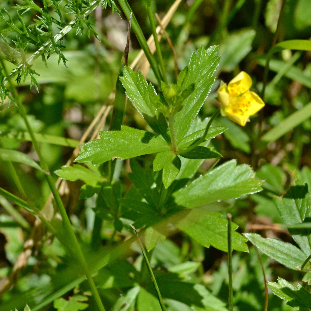 Tormentil from 468 12 Bedřichov, Česko on August 07, 2022 at 12:22 PM ...