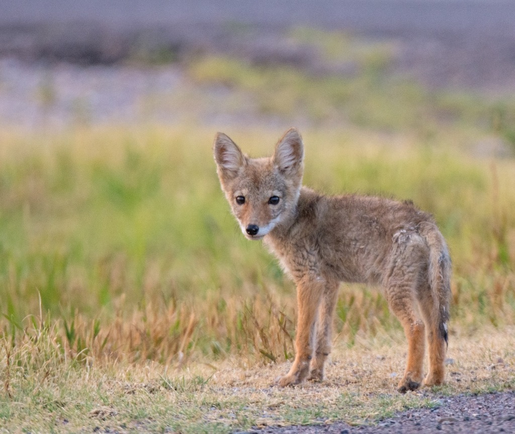Coyote from Badlands National park, South Dakota, USA on July 22, 2017 ...