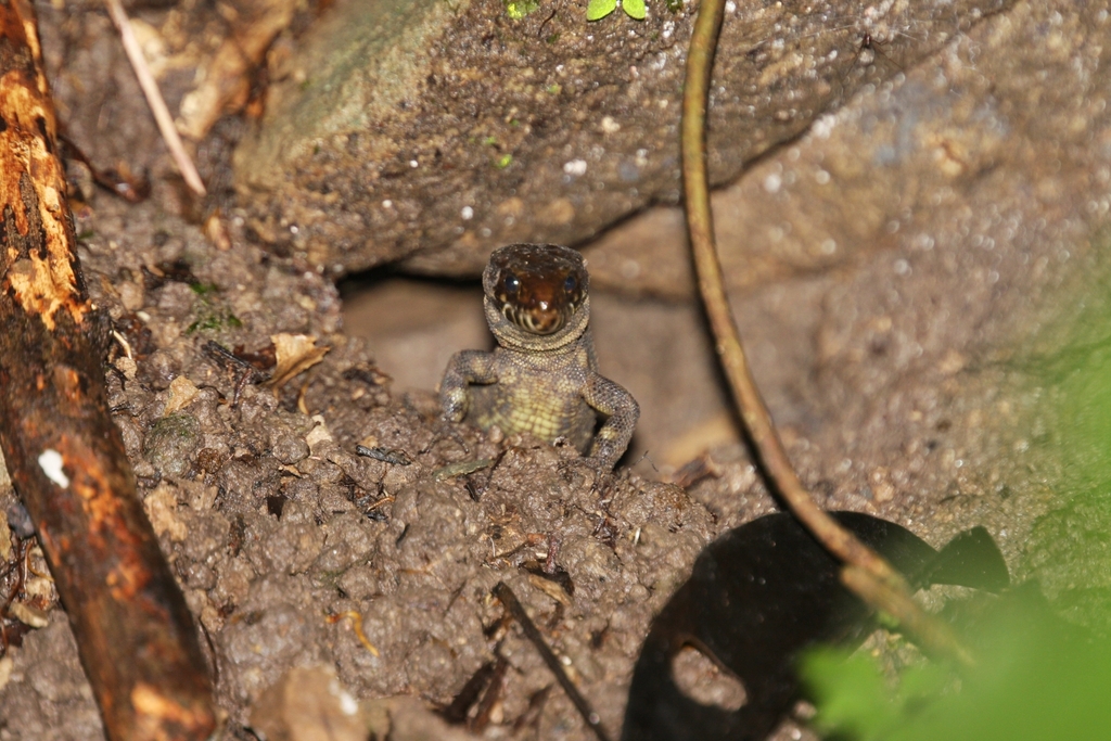Costa Rican Tropical Night Lizard in August 2017 by anniengel · iNaturalist