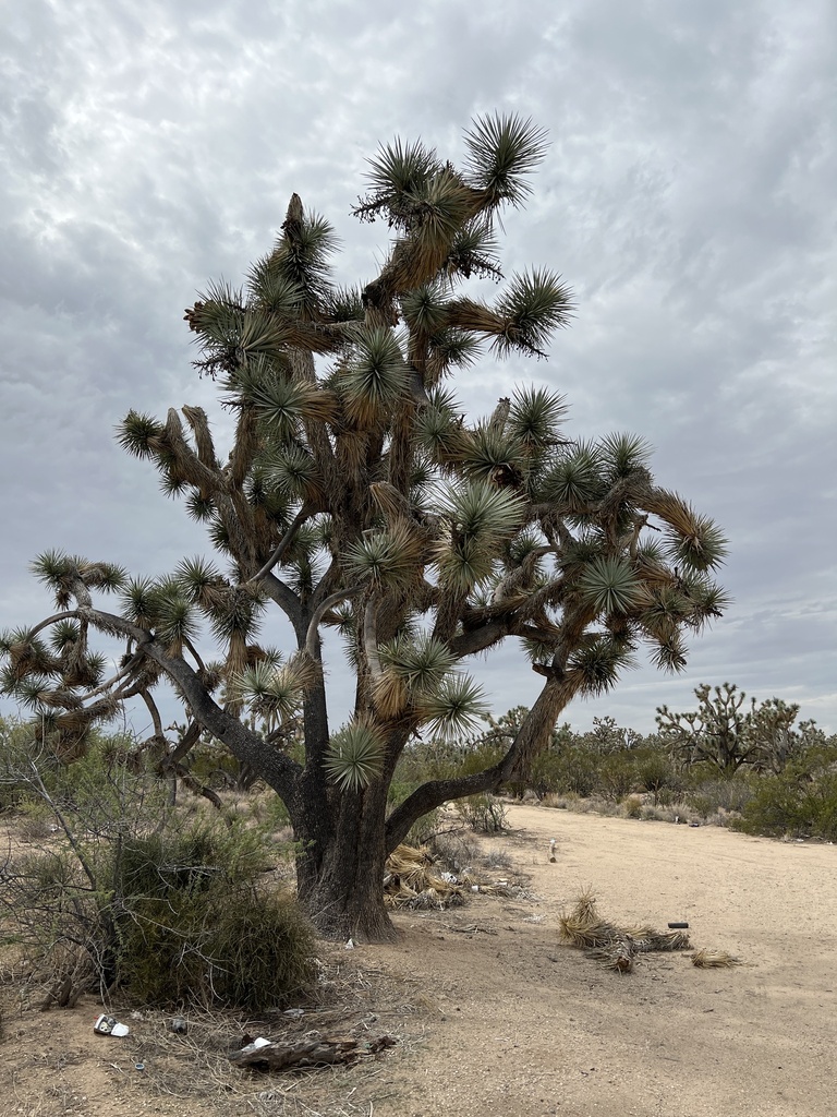 Eastern Joshua Tree from Alamo Rd, Kirkland, AZ, US on August 09, 2022 ...