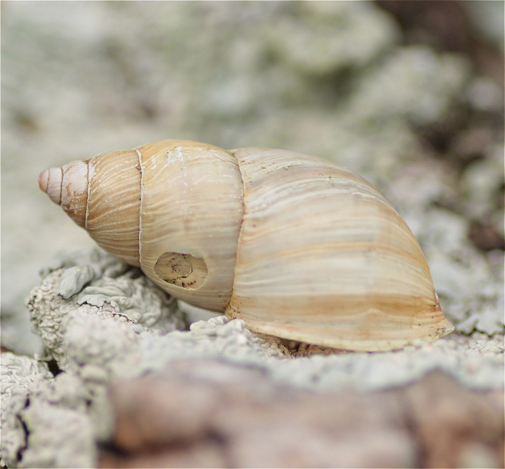 Drymaeus convexus from Choachí, Cundinamarca, Kolumbien on July 20 ...