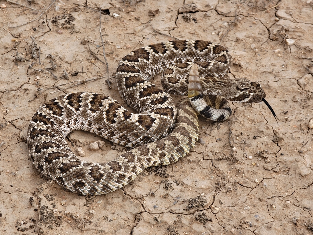 Mojave Rattlesnake from North Gateway, Phoenix, AZ, USA on August 09 ...
