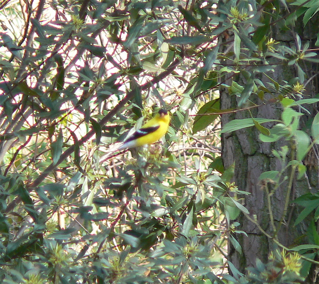 American Goldfinch from Johnston County, NC, USA on April 27, 2007 at ...