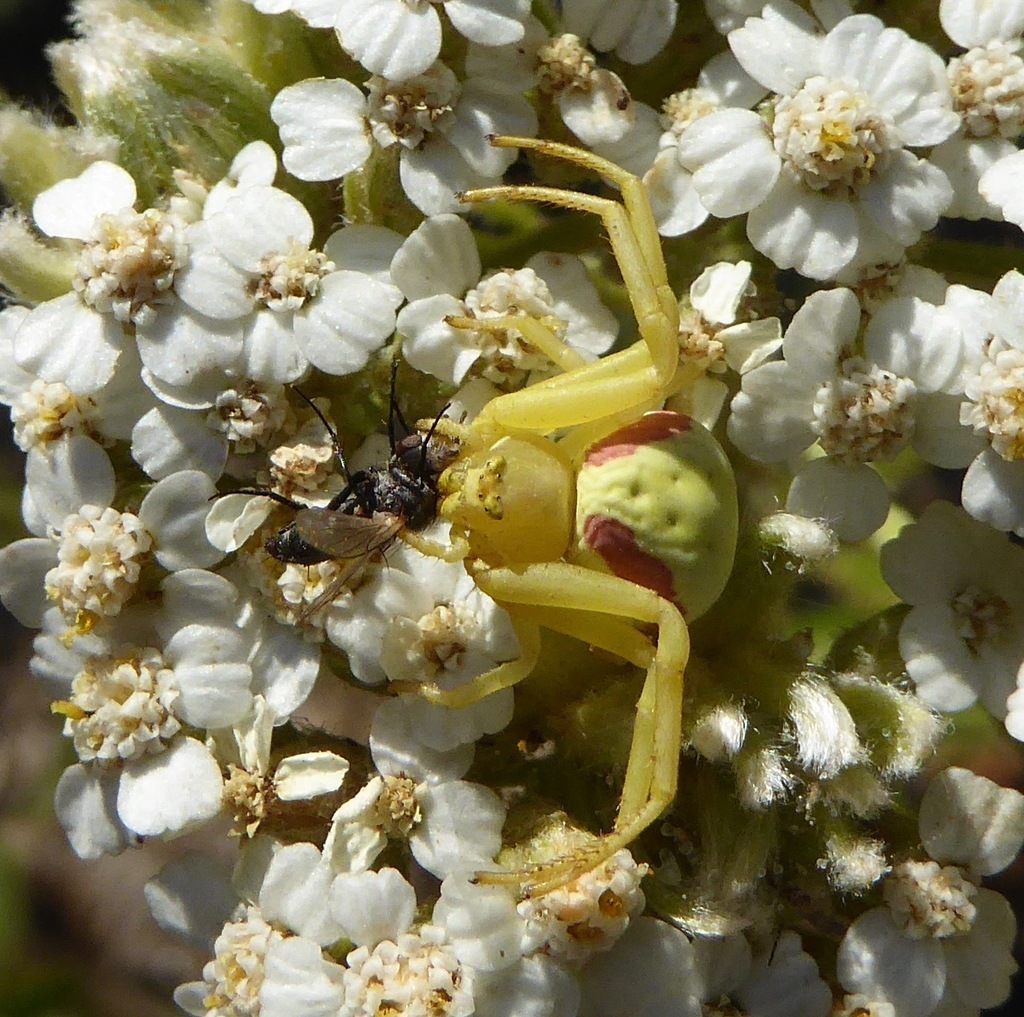 Goldenrod Crab Spider from Boise County, ID, USA on August 08, 2022 at ...