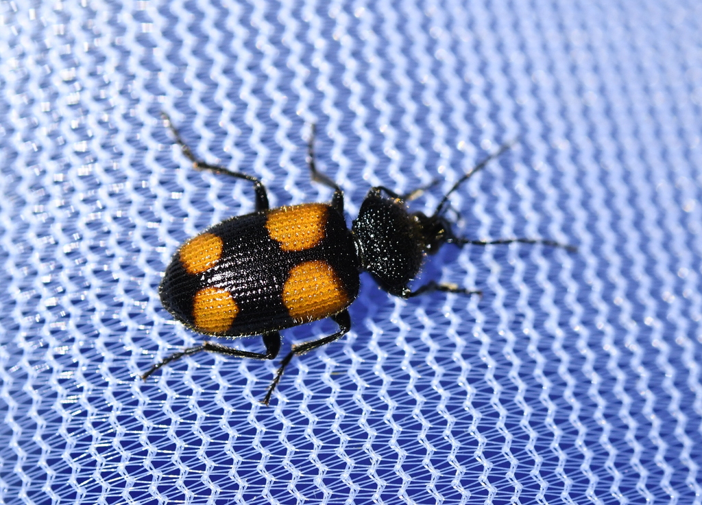 Panagaeus crucigerus from Somerset County, MD, USA on July 22, 2022 at ...
