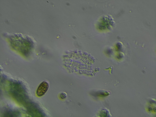 Merismopedia minima · iNaturalist