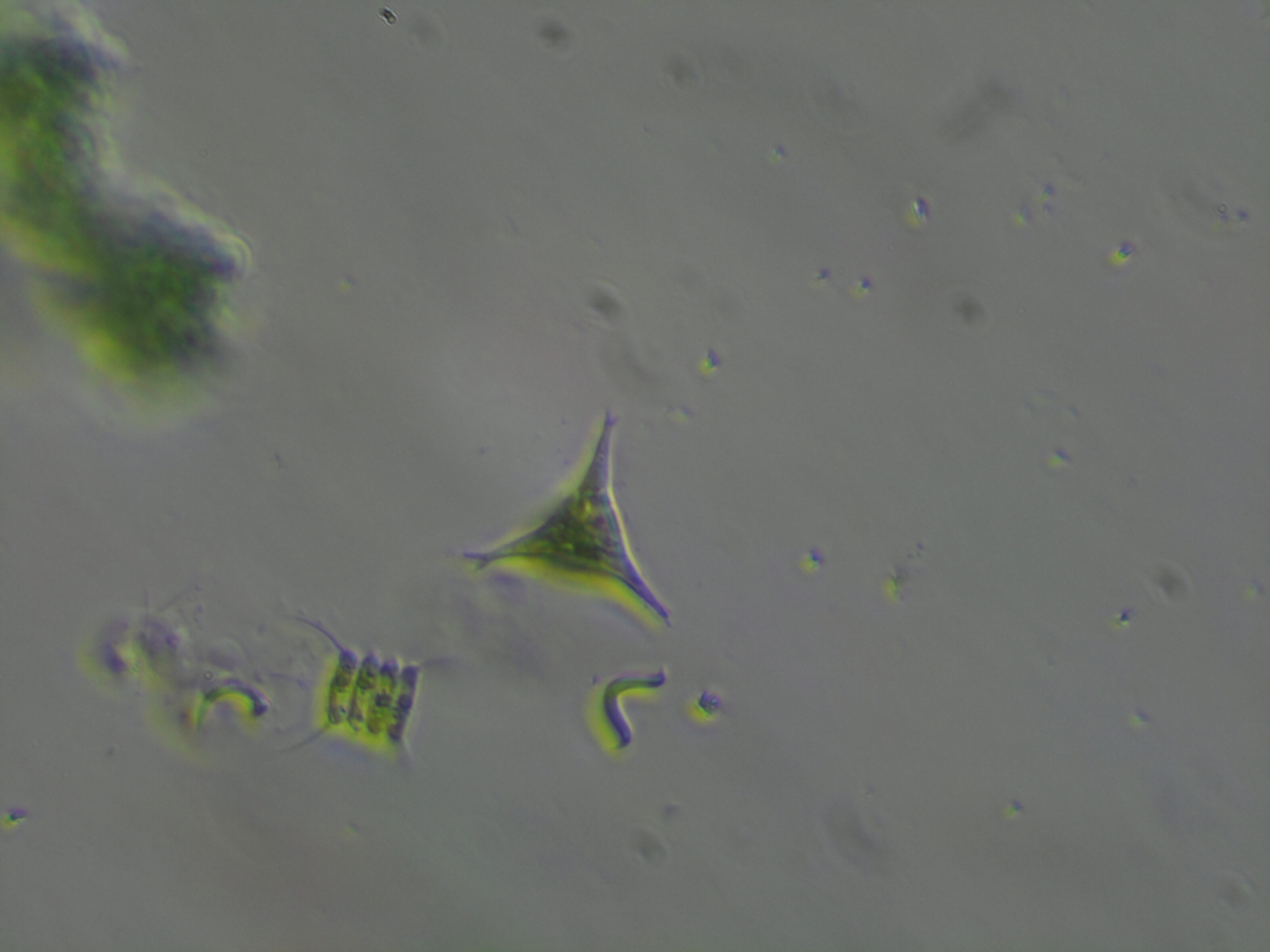 Eustigmatophyceae