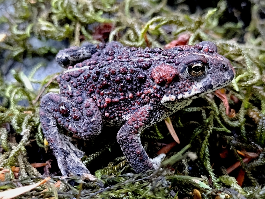 Western Toad in July 2022 by Anna Caro · iNaturalist