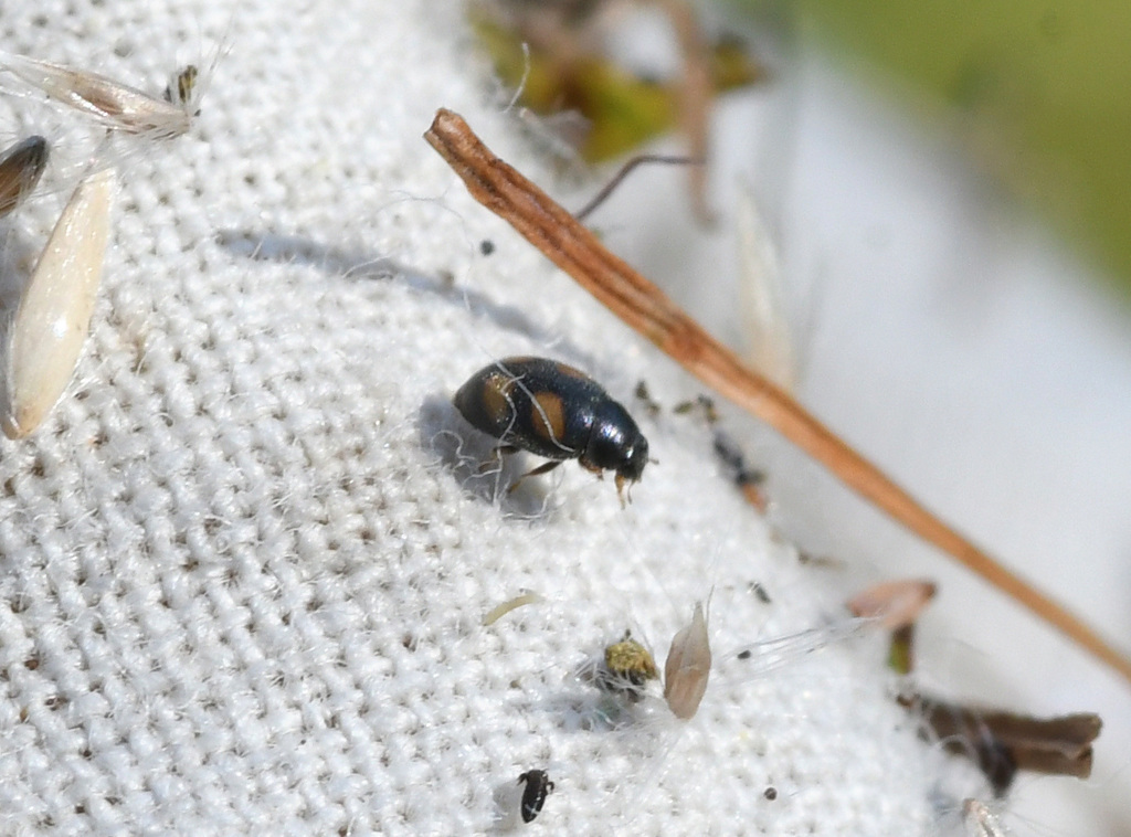 Four-spotted Nephus from St Louis County, MN, USA on August 8, 2022 at ...