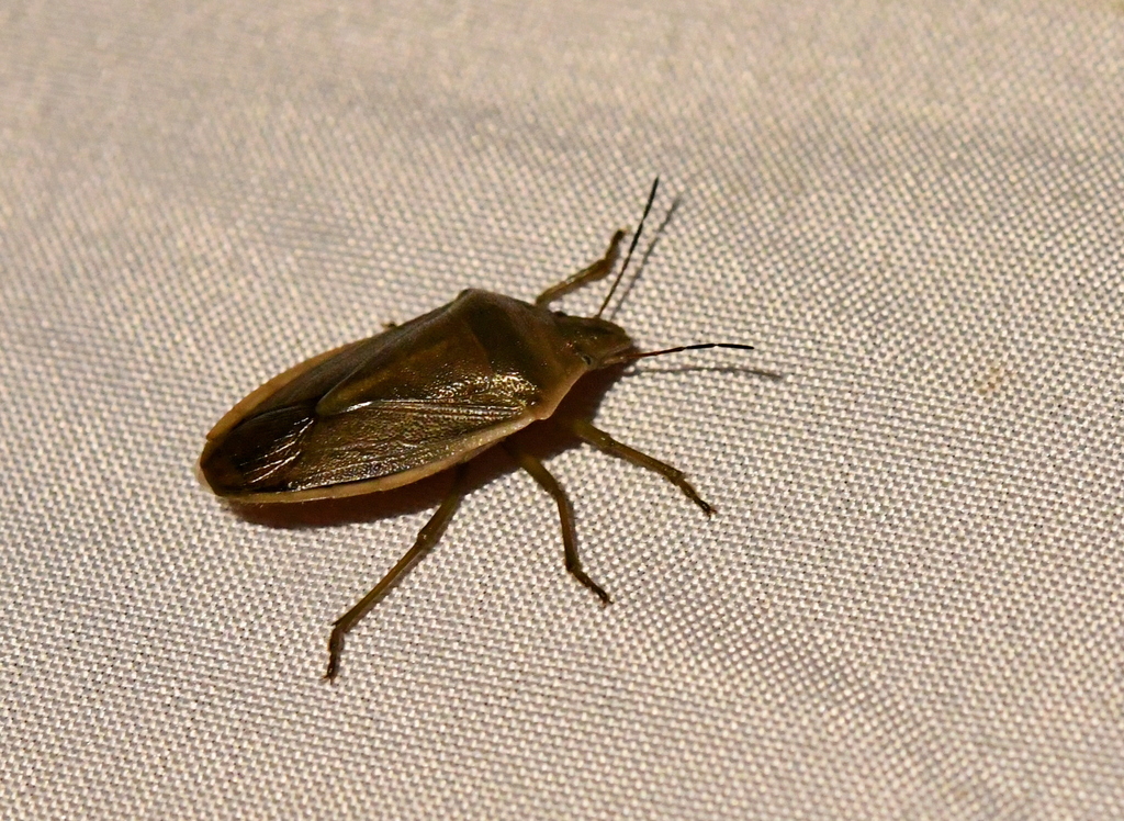 Chlorochroa senilis from Somerset County, US-MD, US on July 22, 2022 at ...