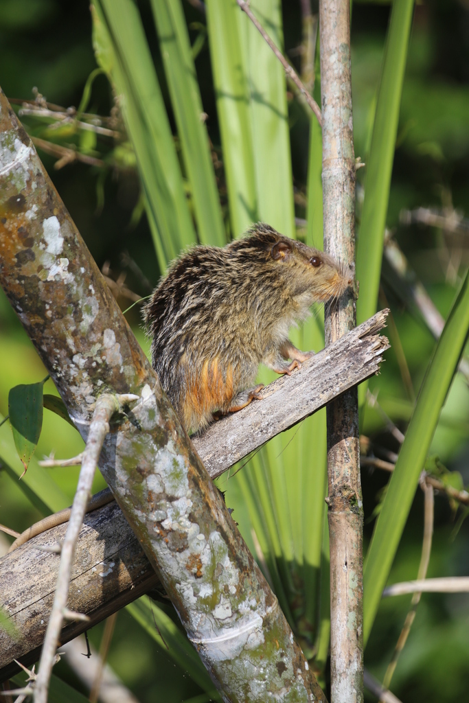 Amazon Bamboo Rat from Francisco de Orellana, Ecuador on July 6, 2022 ...