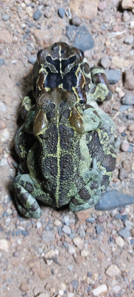 Western Leopard Toad from Kommetjie, Cape Town, 7976, South Africa on ...