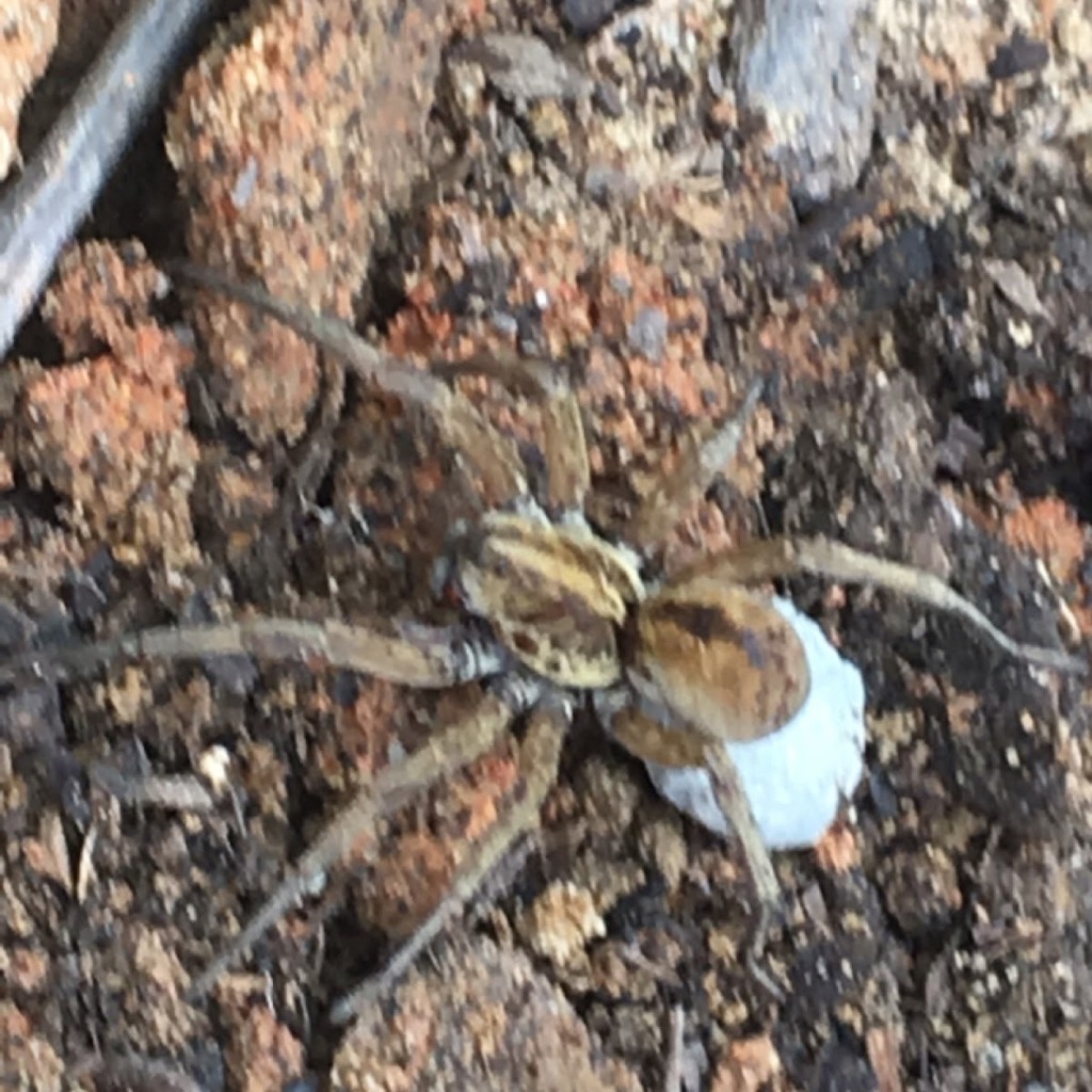 Field Wolf Spider from Georgia, USA on August 12, 2017 at 08:00 PM by ...