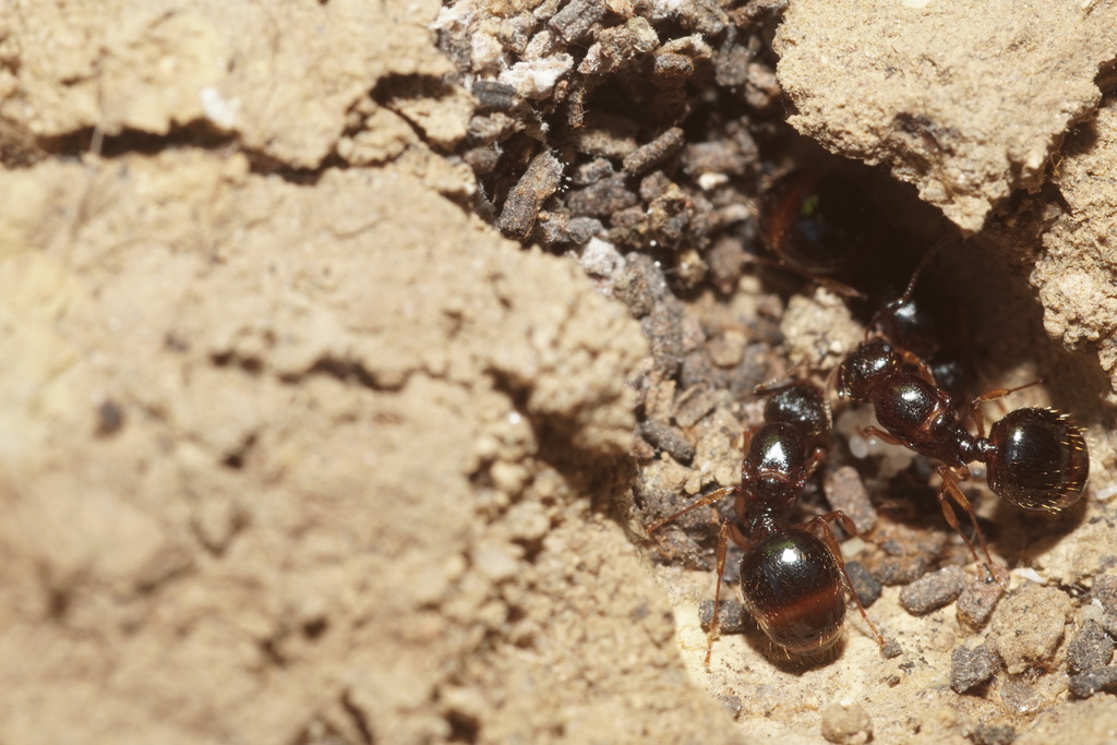 Collared Ants from 32350 Ordan-Larroque, France on August 09, 2022 at ...