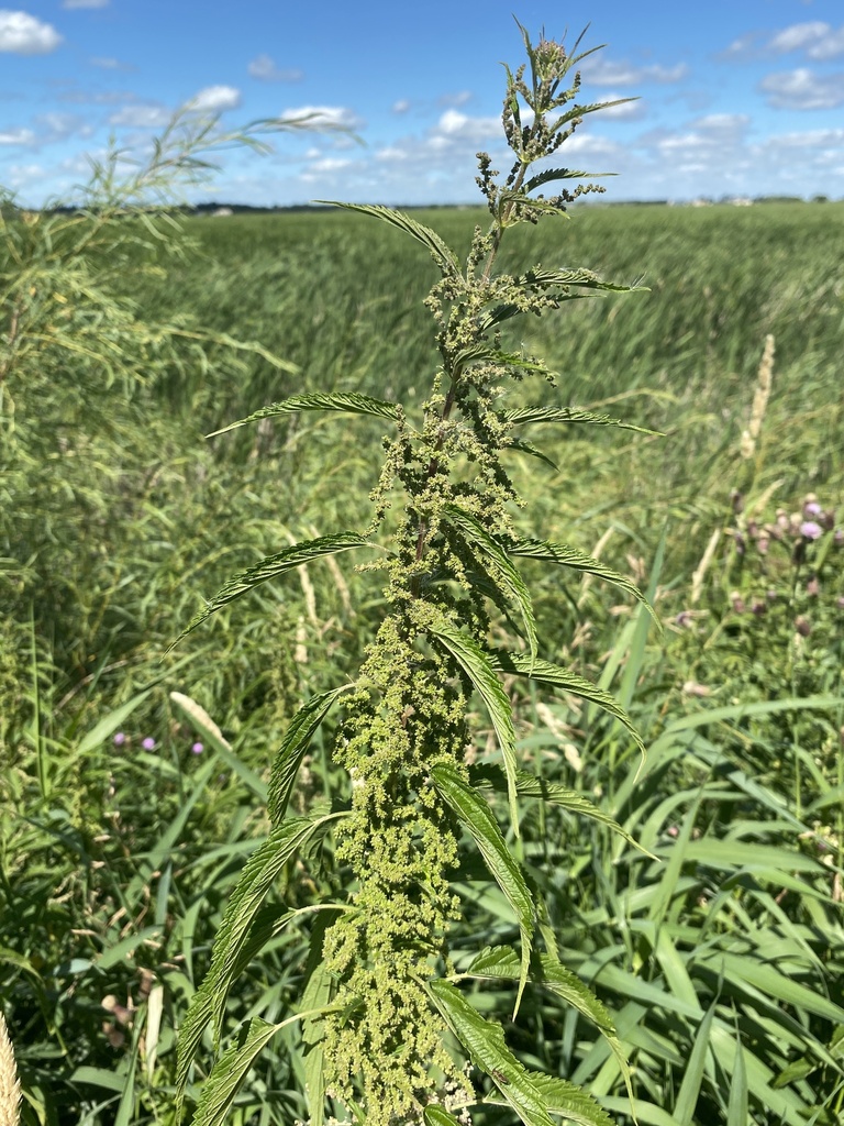great stinging nettle from Gimli, MB, CA on August 09, 2022 at 01:47 PM ...