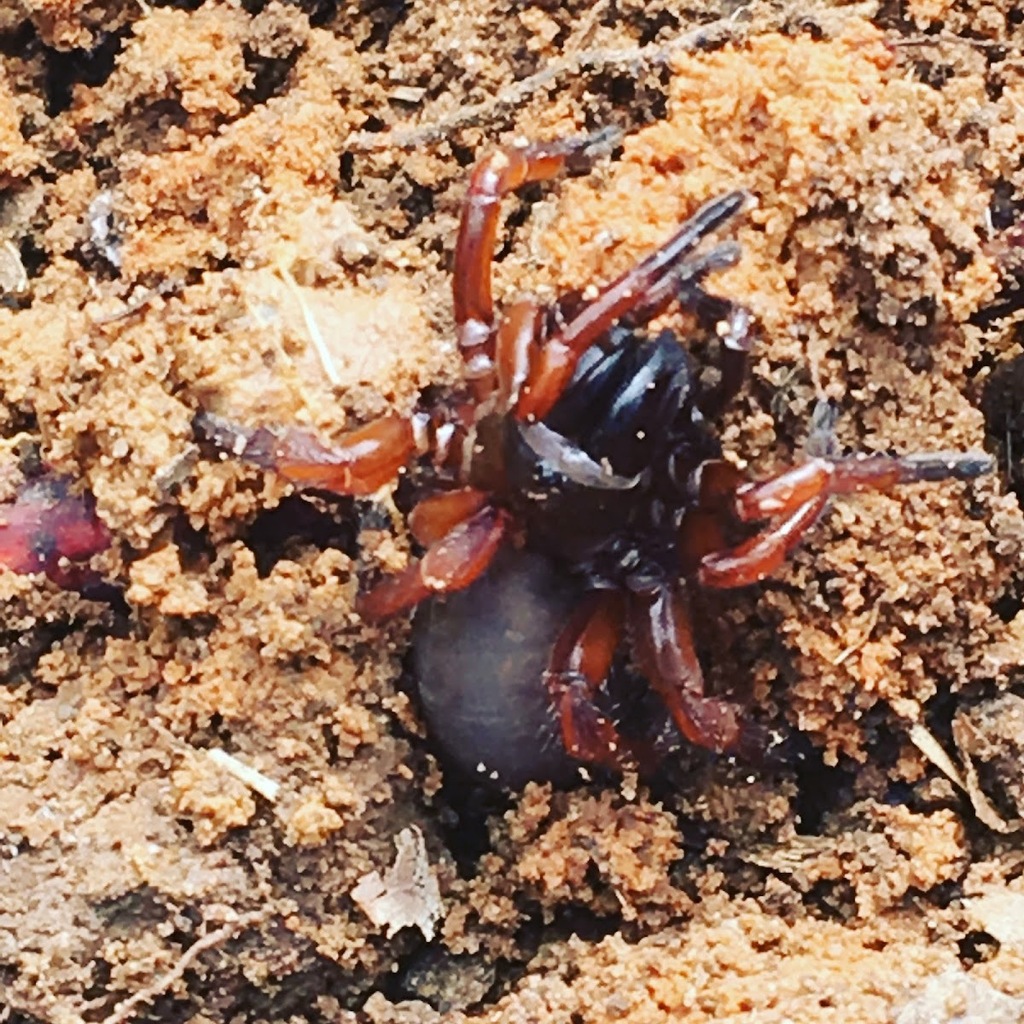 Red-legged Purseweb Spider from Georgia, USA on March 5, 2017 at 07:00 ...
