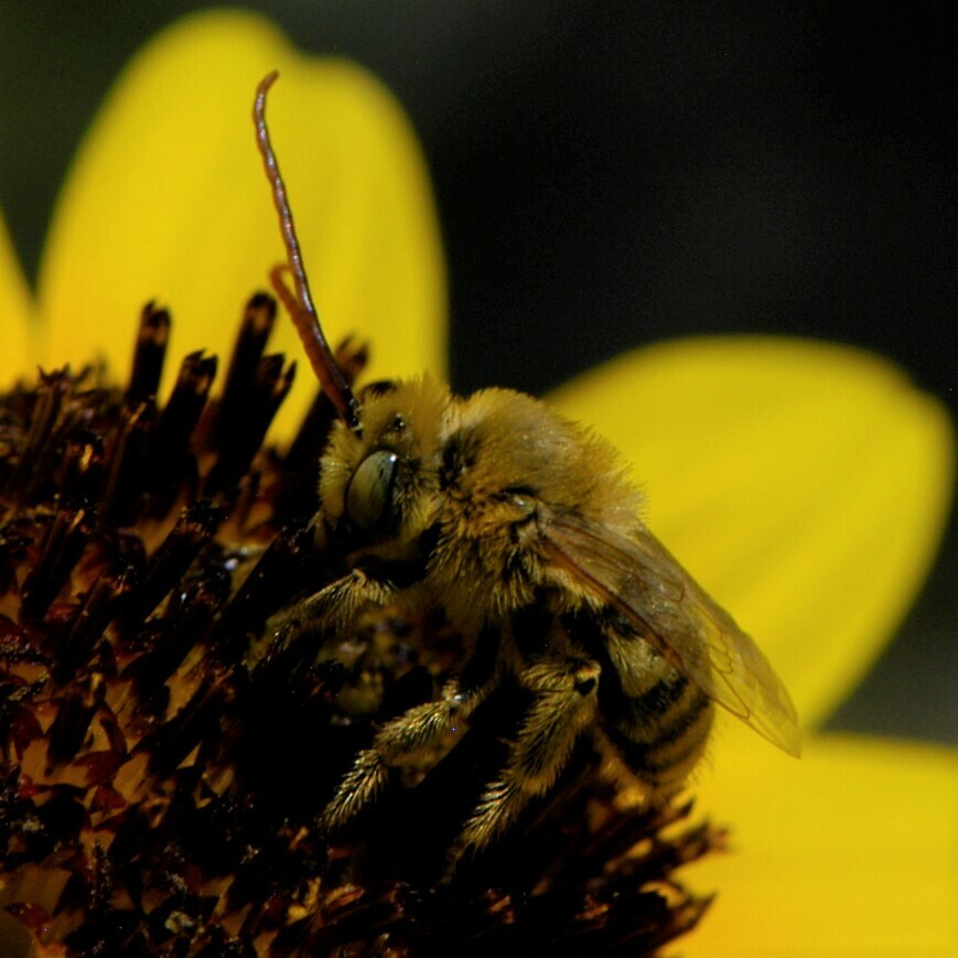 Melissodes in August 2022 by Elliott Gordon. male · iNaturalist