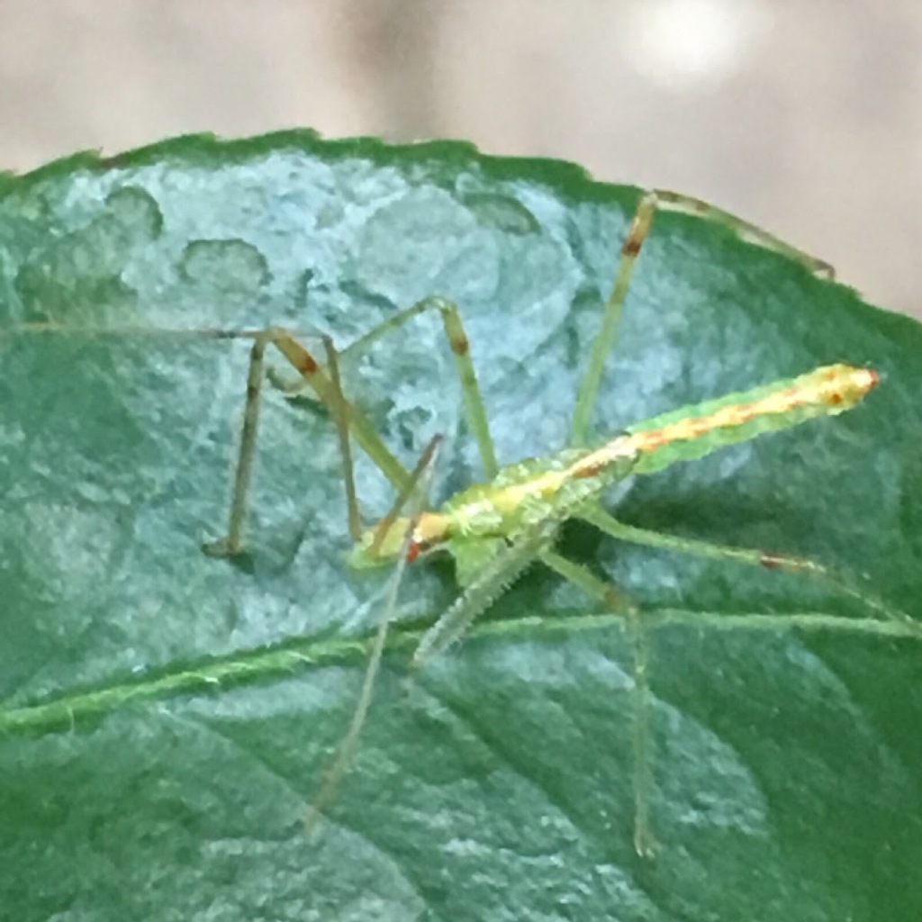 Pale Green Assassin Bug from Georgia, USA on October 15, 2016 at 08:00 ...