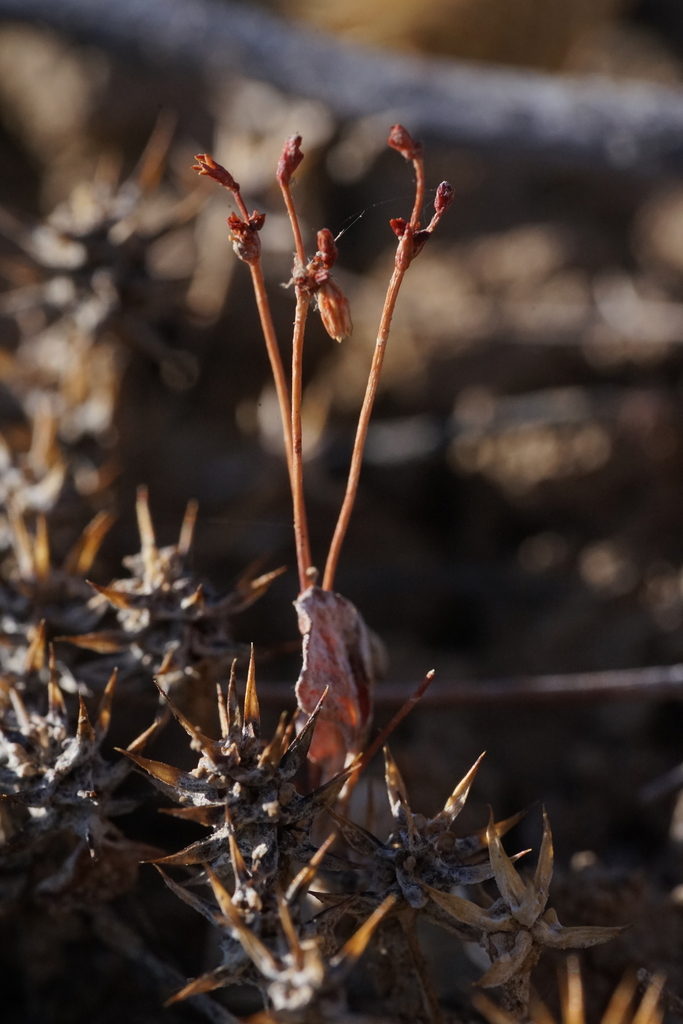 Saltwort Buckwheat from Malheur County, OR, USA on August 06, 2022 at ...