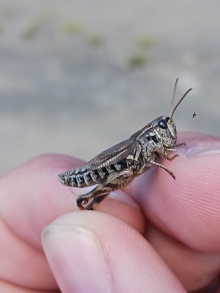 Bruner's Grasshopper from Mesa County, US-CO, US on August 09, 2022 at ...