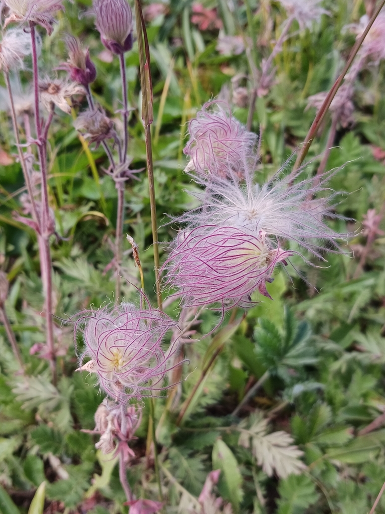 prairie smoke from Mesa County, US-CO, US on August 09, 2022 at 11:27 ...
