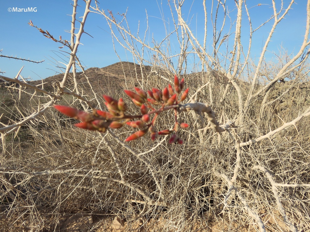 Adam's tree from Los Cabos, B.C.S., México on June 12, 2022 at 07:22 PM ...