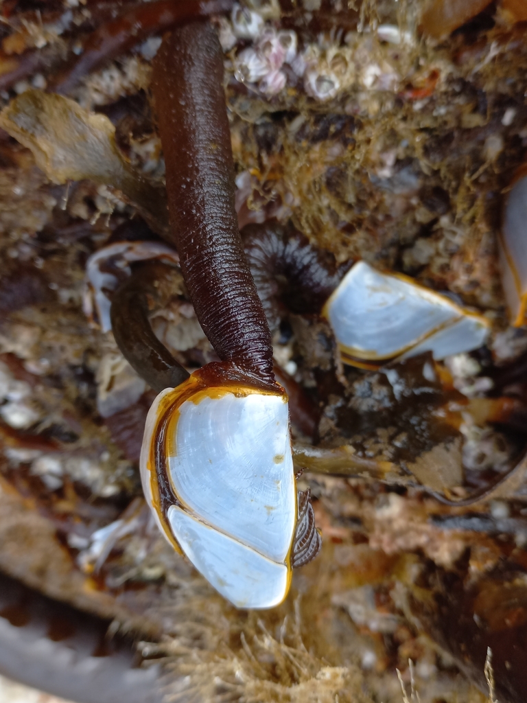 Pelagic Gooseneck Barnacle from Hessequa Local Municipality, South ...