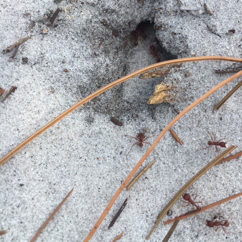 Florida Harvester Ant from Florida, USA on July 02, 2016 at 08:00 PM by ...
