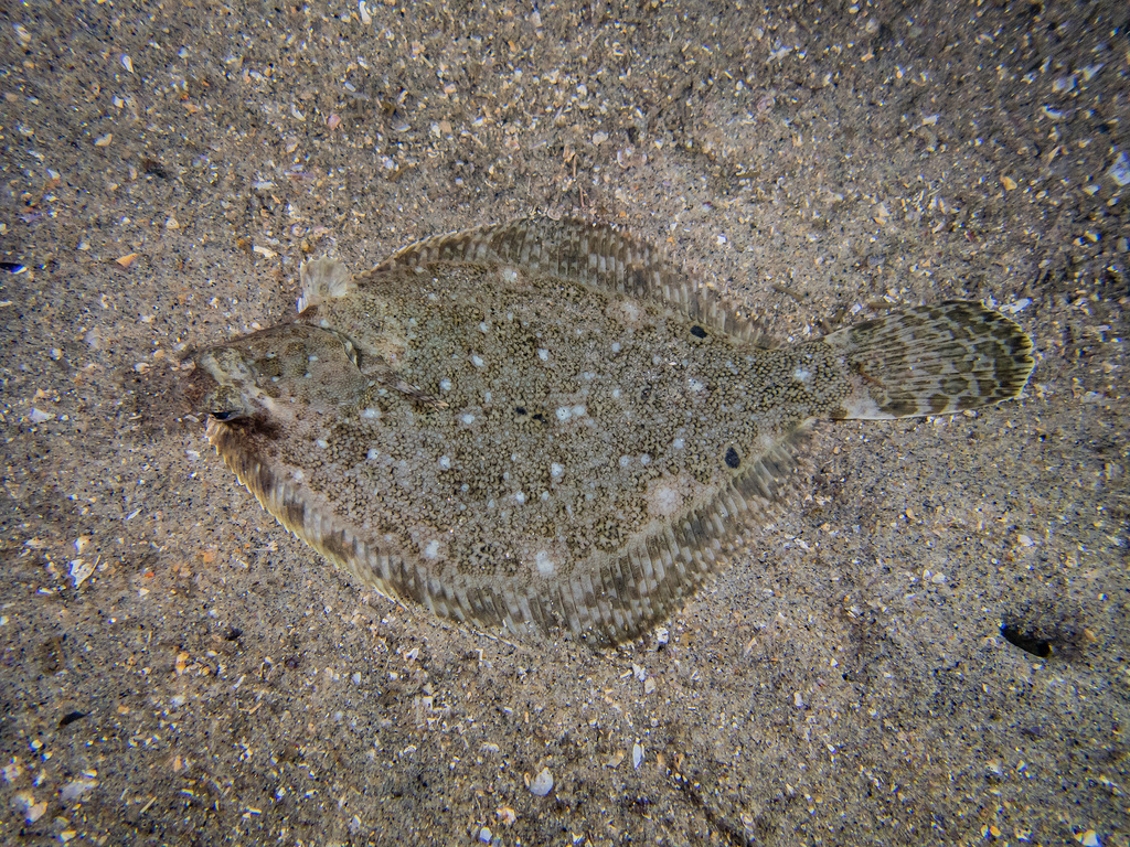 Spotted Turbot from Mission Bay, San Diego, CA, USA on August 8, 2022 ...